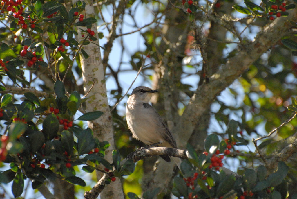 Birding on Florida's Gulf Coast - The Pioneer Chicks
