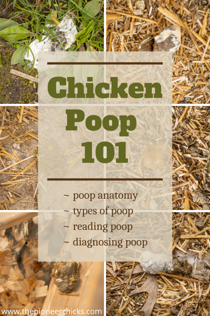 Chicken Poop 101 - The Pioneer Chicks Chicken Poop 101 - The Pioneer Chicks