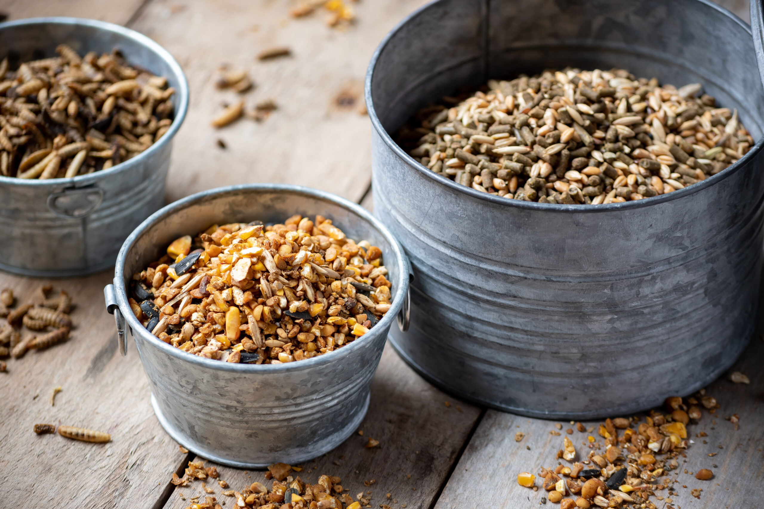 How to Choose the Best Type of Chicken Feed - The Pioneer Chicks