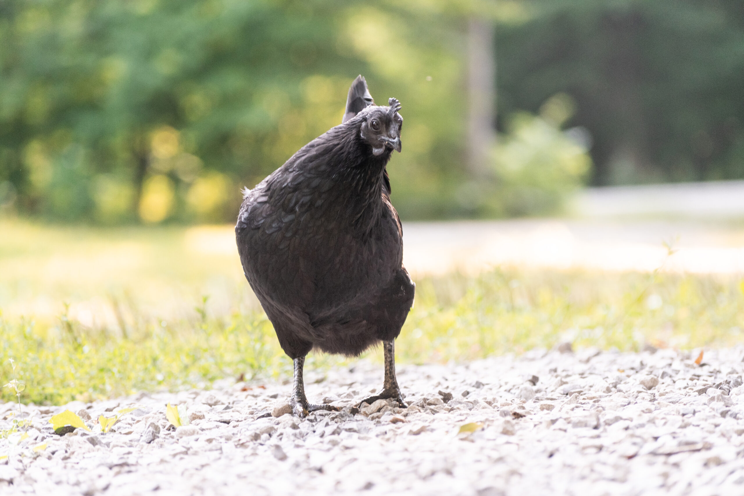 What is Marek's Disease in Chickens? - The Pioneer Chicks